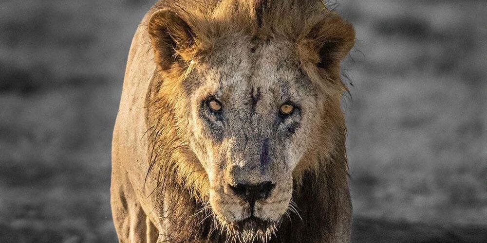 Loonkito, um dos leões mais velhos do mundo, é morto no Quênia - Mundo ...