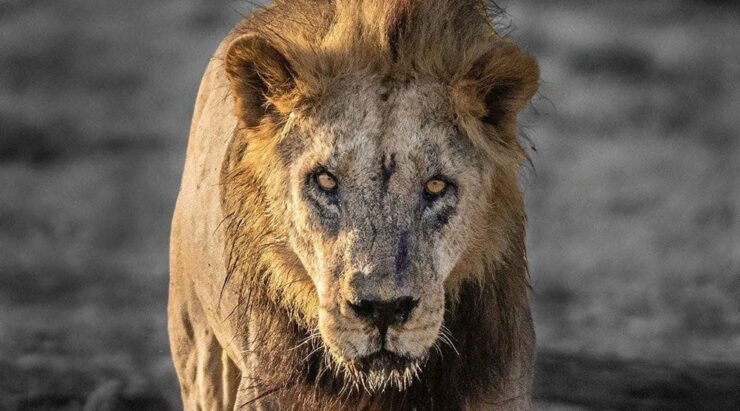 Leão Loonkito e outros animais que viraram notícia em 2023 - Mundo ...