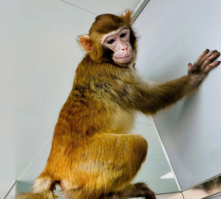 Cientistas clonam macaco após aperfeiçoar técnica da 'Dolly' - Mundo ...