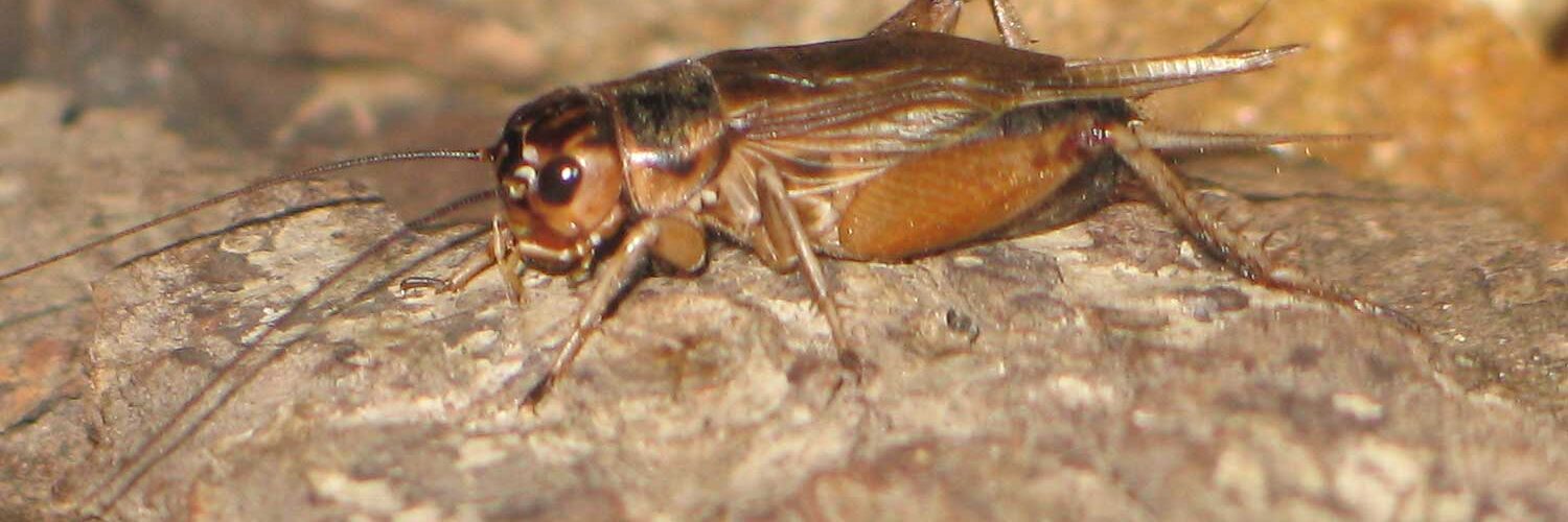 Itália começa a vender farinha de grilo como alimento humano - Mundo ...
