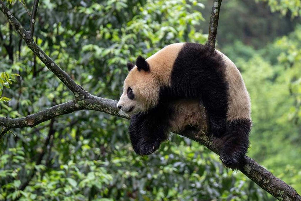 Pandas gigantes da China passarão 10 anos nos EUA - Mundo & História